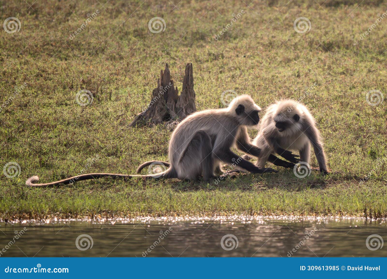 Black-footed Langur - Semnopithecus Hypoleucos, Beautiful Popular ...