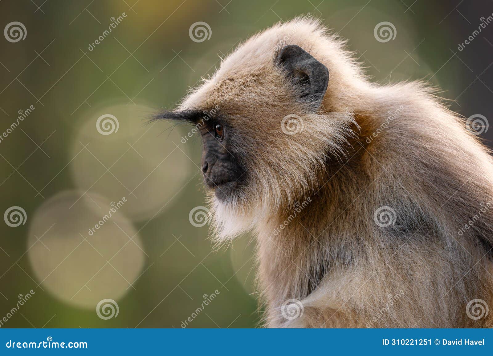 Black-footed Langur - Semnopithecus Hypoleucos, Beautiful Popular ...