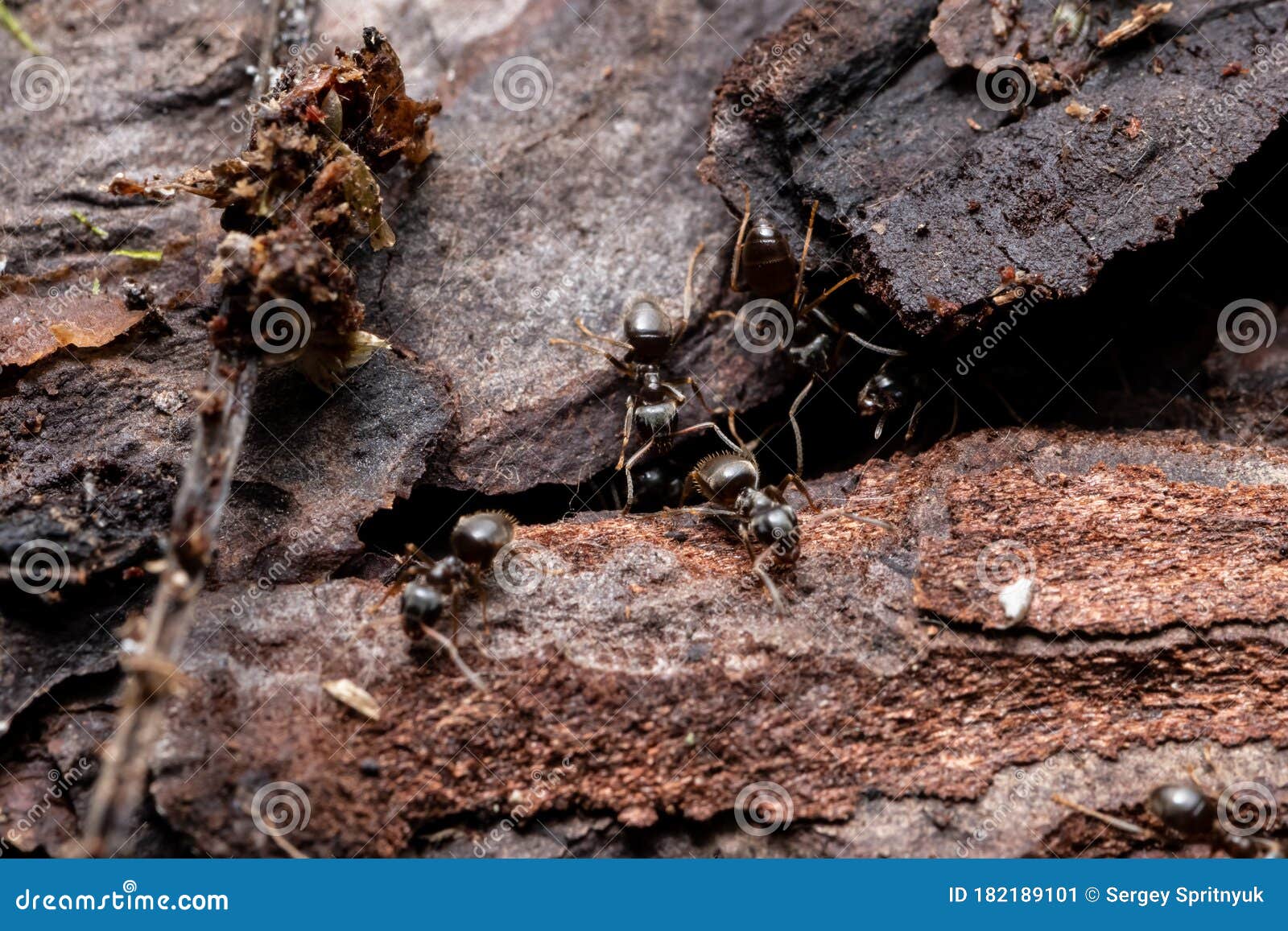 Black Forest Ants on a Tree in the Forest Stock Image - Image of small ...