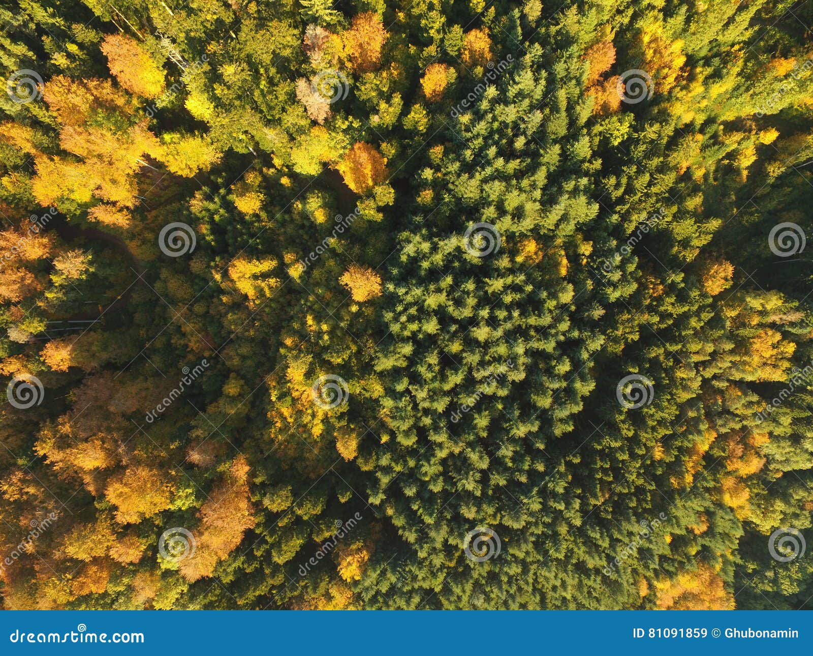 Black forest at autumn stock image. Image of morning - 81091859