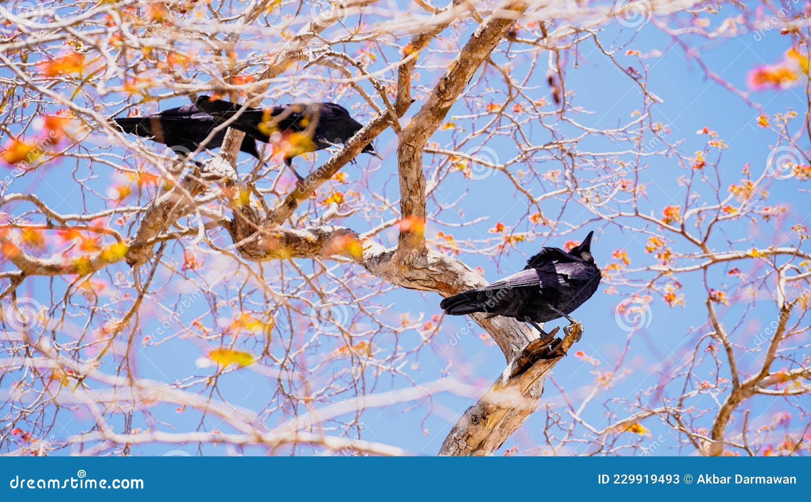 Black forest crow stock image. Image of wildlife, winter - 229919493