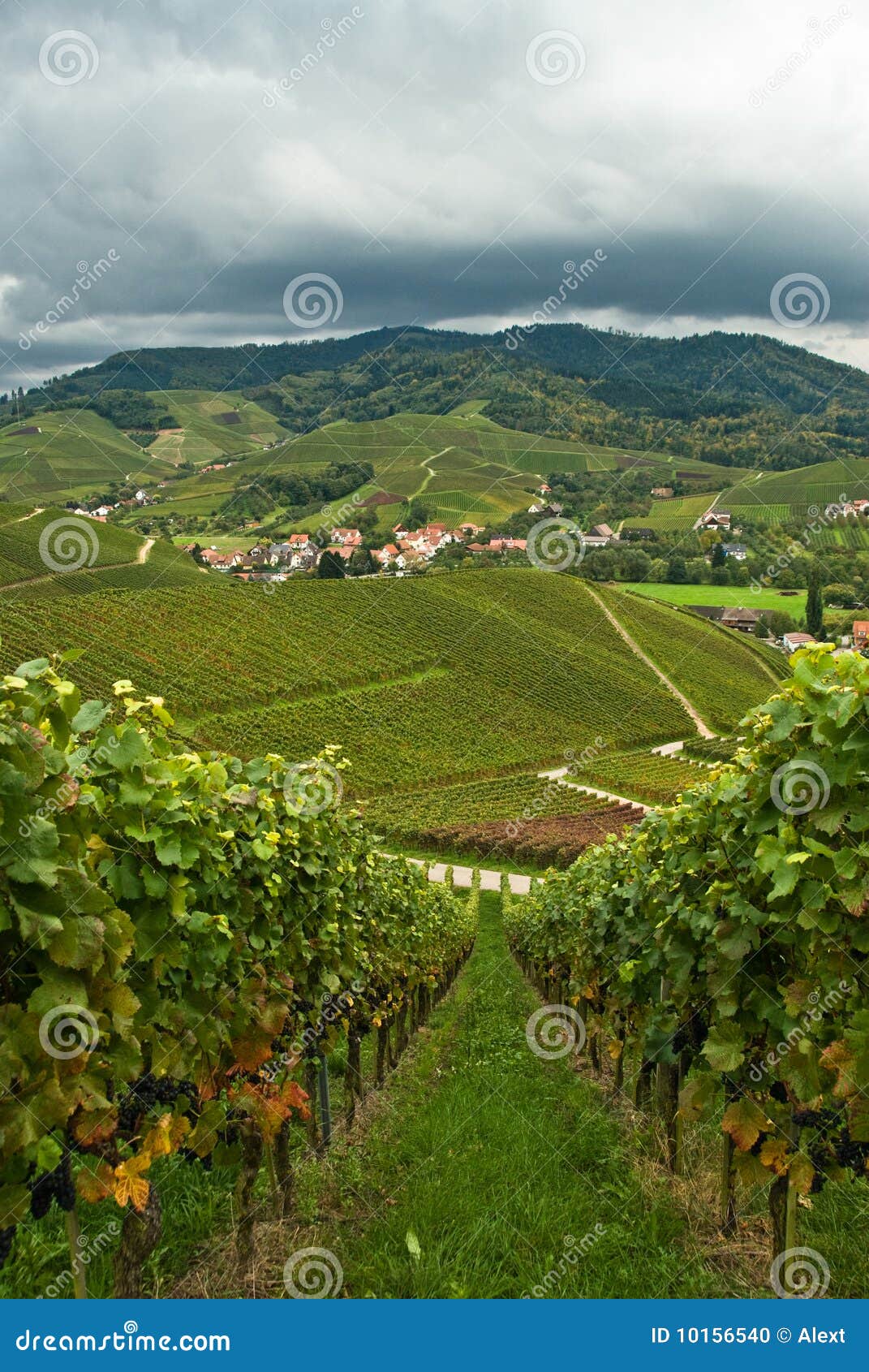 Black Forest, Durbach stock photo. Image of blackforest - 10156540