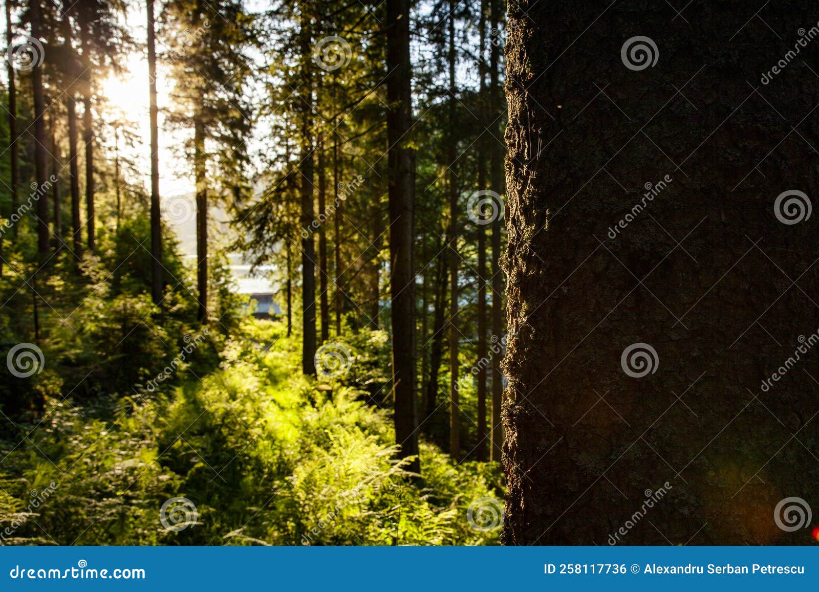 Black Forest, Germany. Forest, Plants and Trees Stock Photo - Image of ...