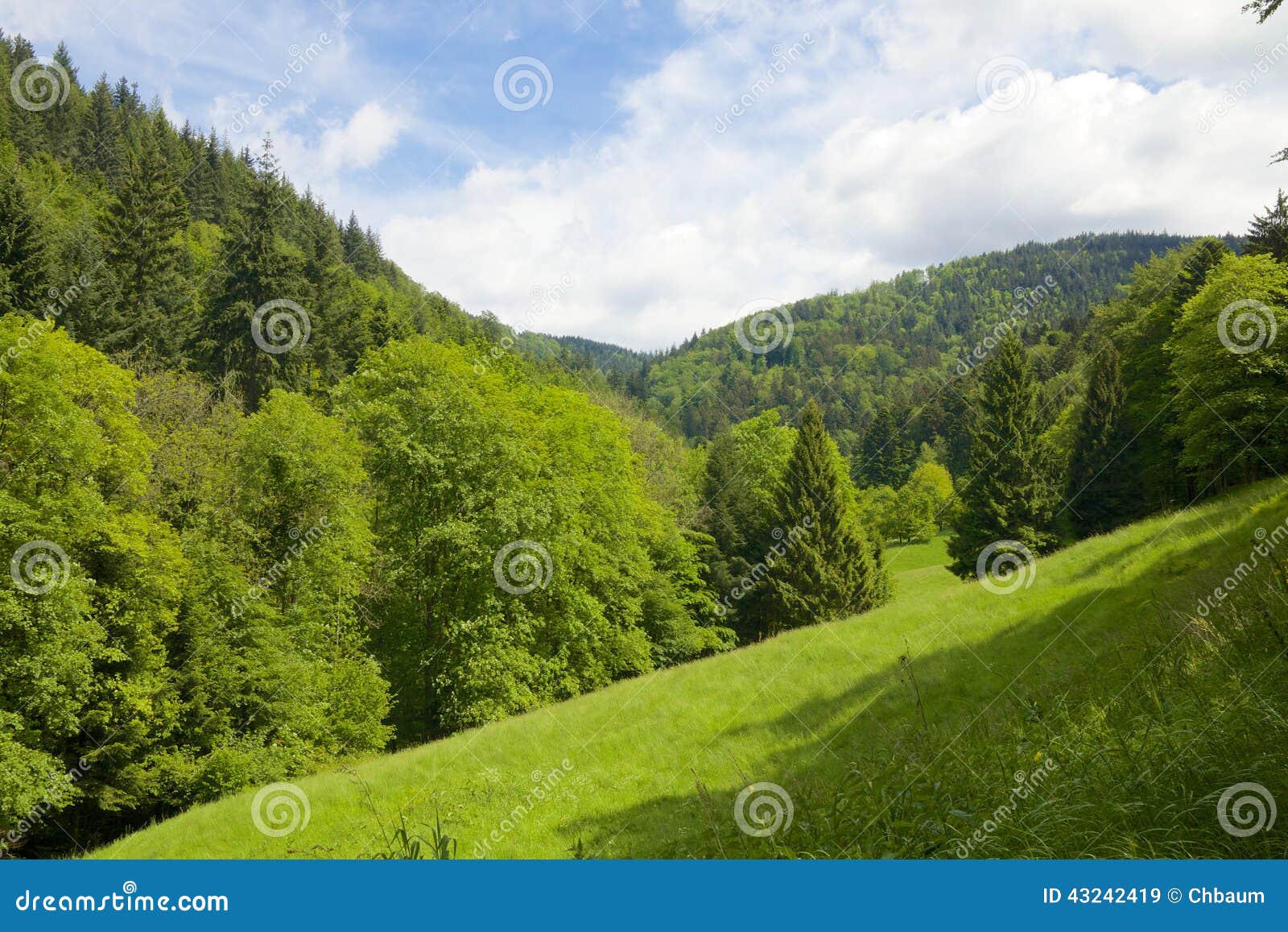 Black Forest Meadows stock image. Image of bright, adventure - 43242419