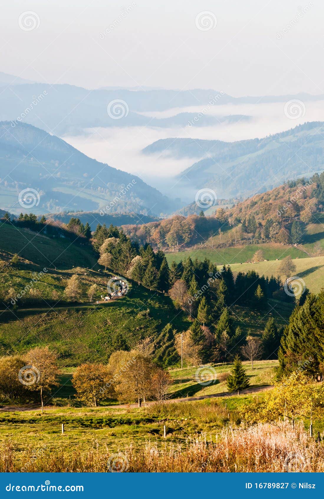 Black Forest - Misty Valley View Stock Image - Image of misty, germany ...