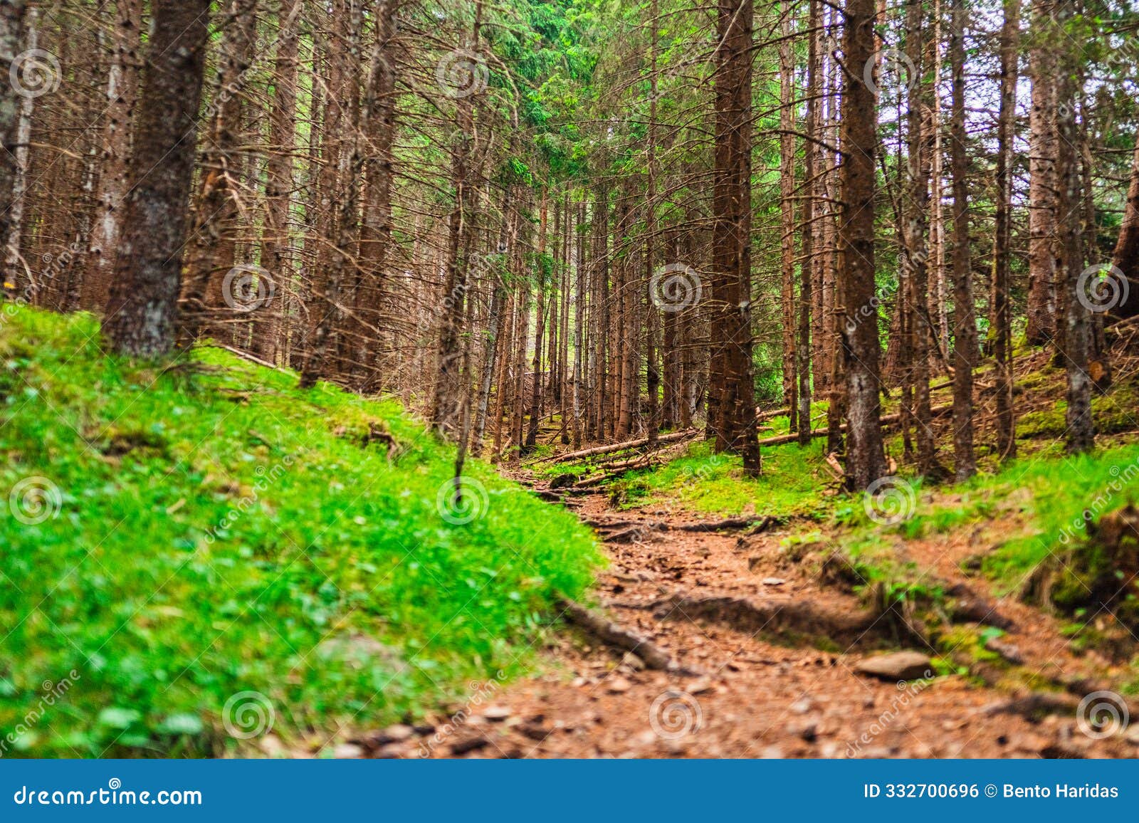 Black Forest Path in Conifer Forest with Trees Leading into a Adventurous Journey Stock Photo ...