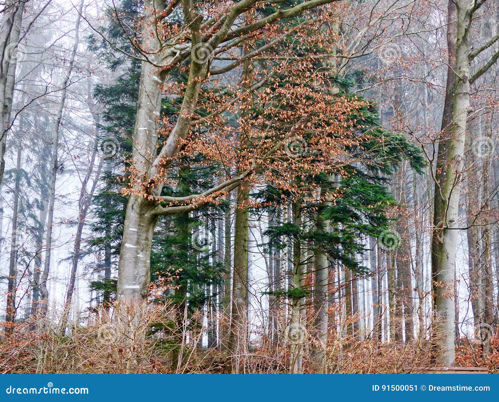 Black forest trees stock image. Image of blue, germany - 91500051