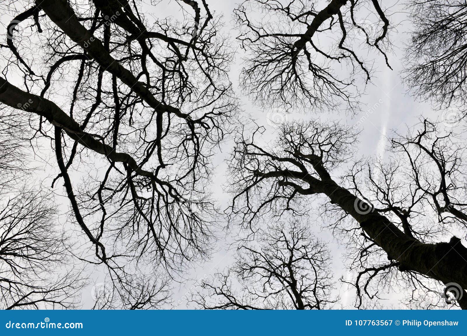 Black Forest Trees View Upwards of Canopy with Tall Trees Stock Image ...