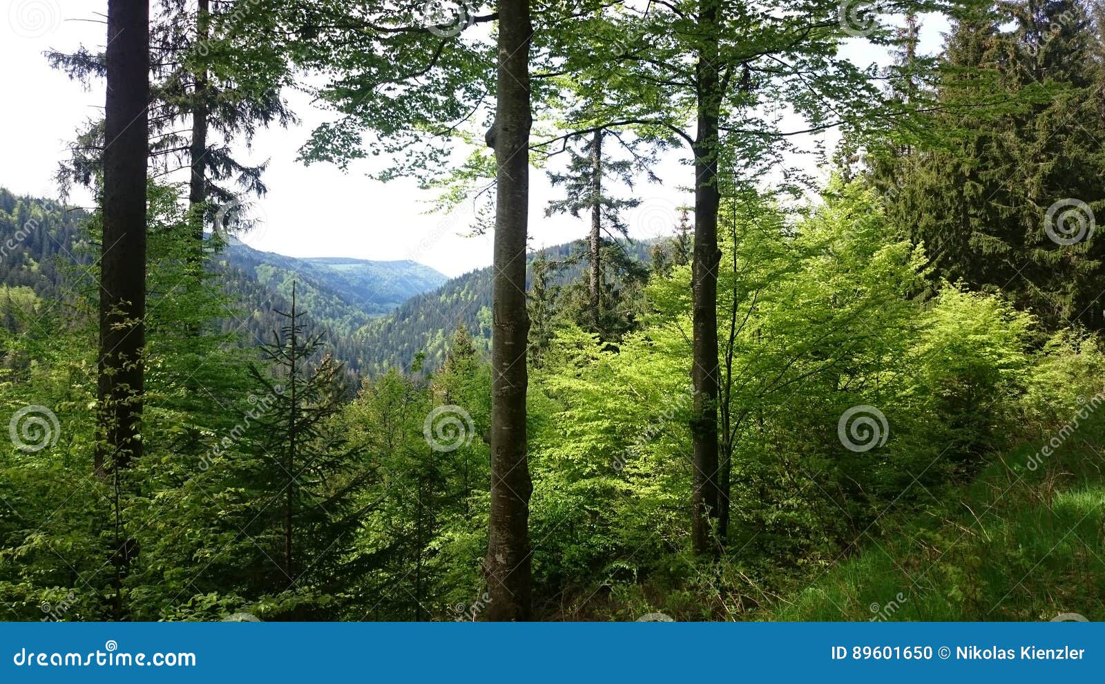 Black Forrest stock photo. Image of forrest, tree, black - 89601650