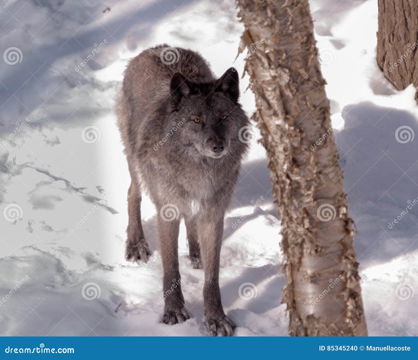 Black fox in the snow stock photo. Image of animals, white - 85345240