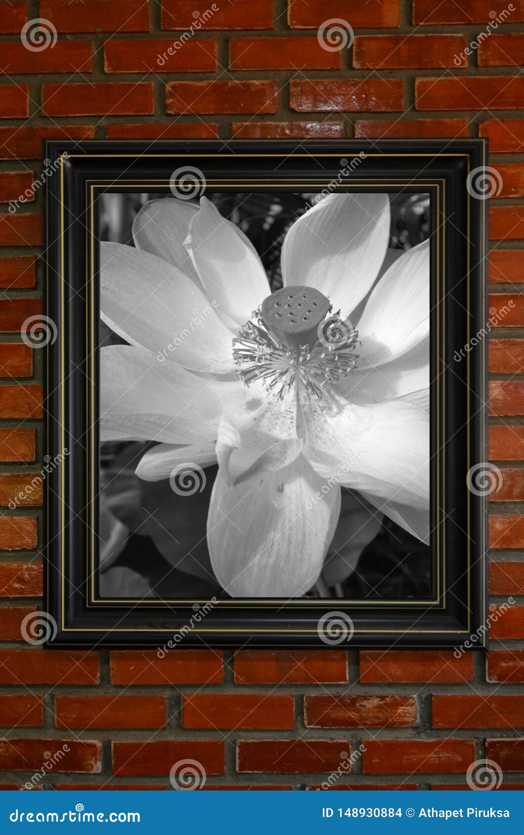 Black Frame of White Lotus Flower on Red Brick Wall Stock Photo - Image ...