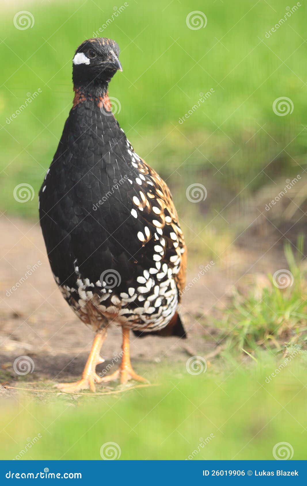 Black francolin stock photo. Image of pheasant, francolinus - 26019906