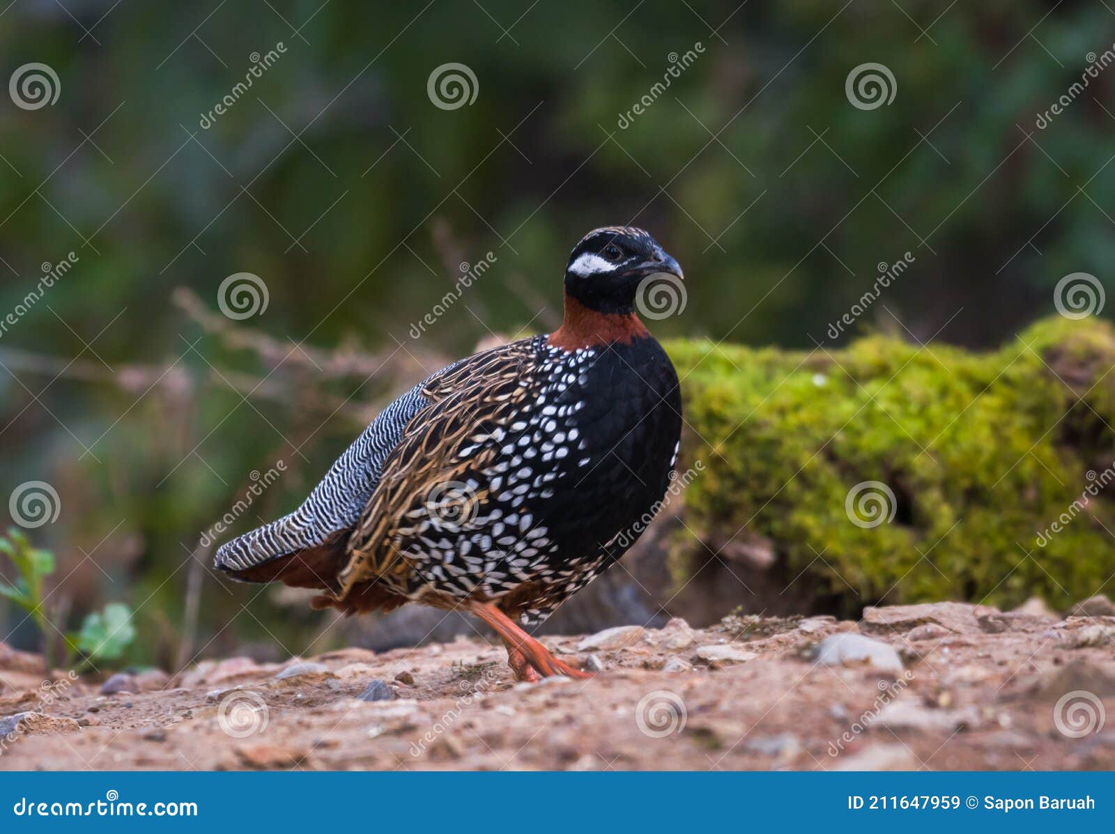 Black Francolin or Black Partridge. Stock Image - Image of flower ...