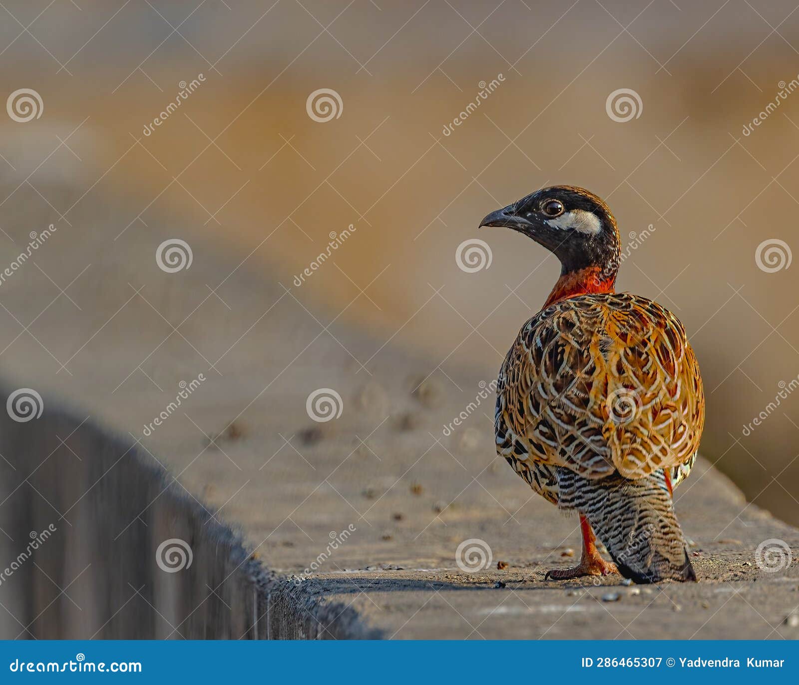 A Black Francolin stock image. Image of brown, natural - 286465307