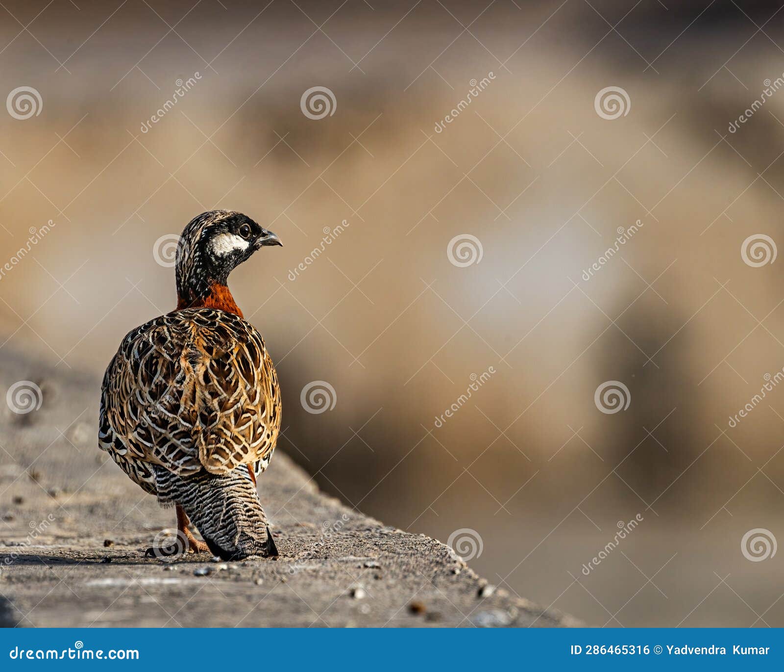 A Black Francolin stock photo. Image of nature, grey - 286465316