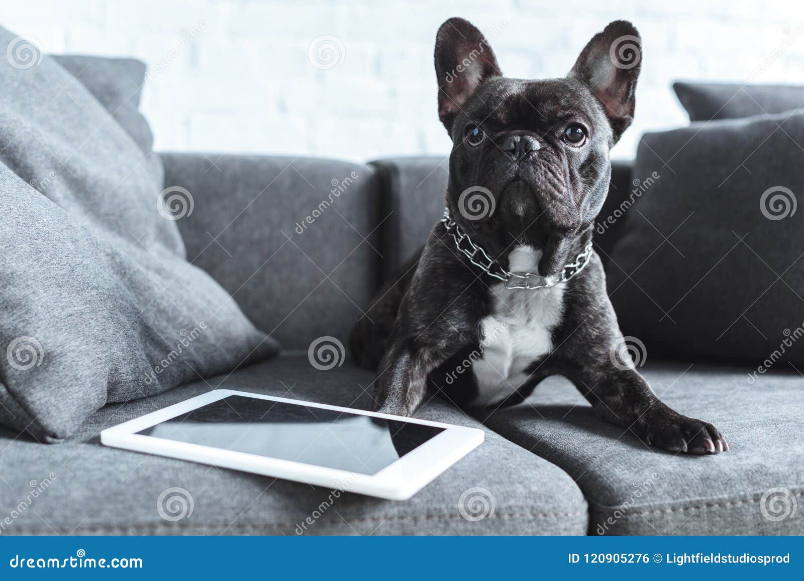 Black Frenchie Sitting on Sofa Stock Photo - Image of minimalistic ...