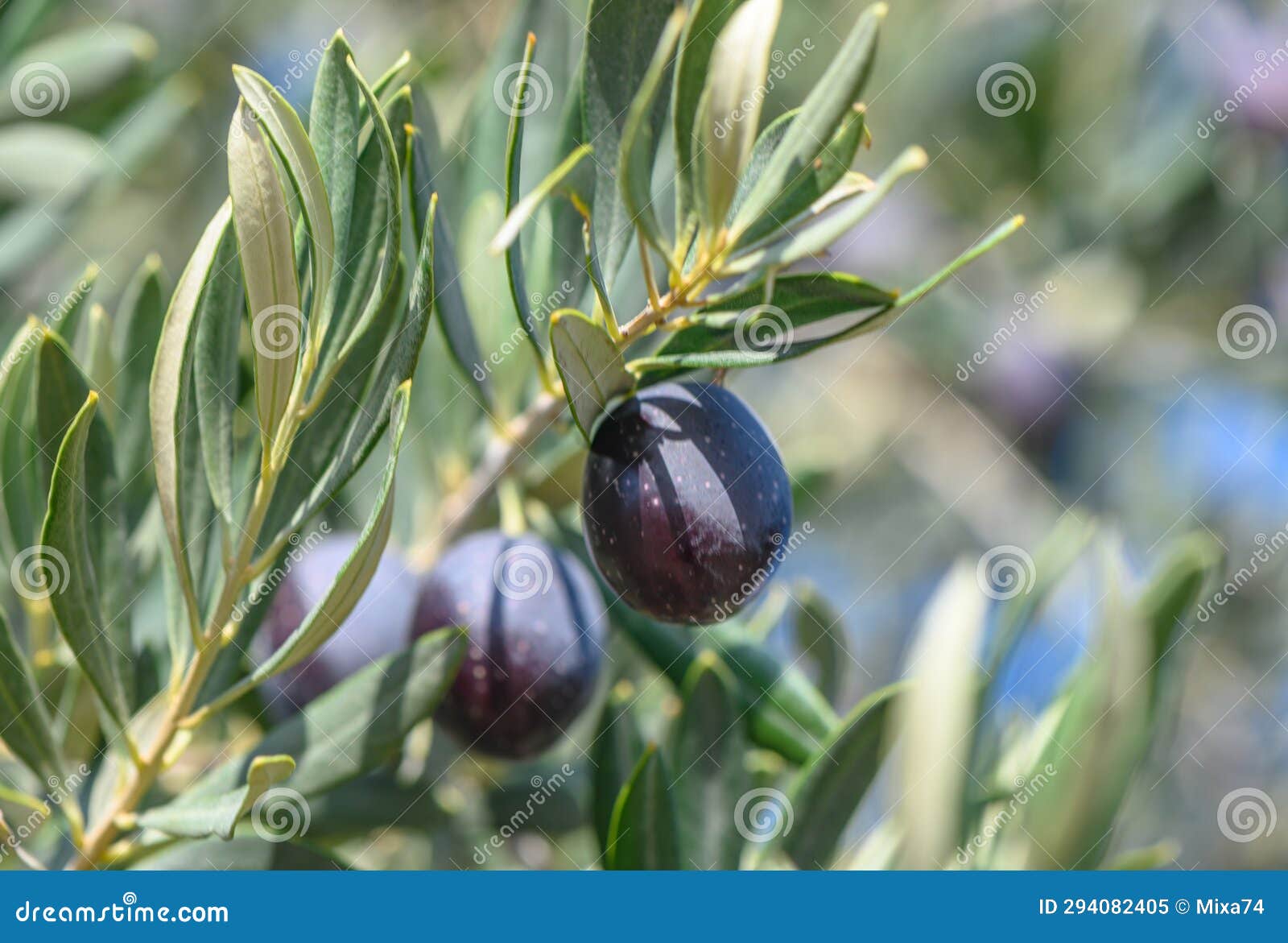 Black Fresh Olives on Olive Tree Branches Stock Image - Image of fresh ...