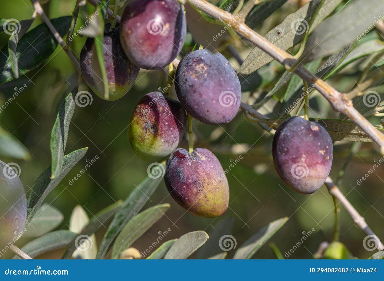 Black Fresh Olives on Olive Tree Branches Stock Photo - Image of ...