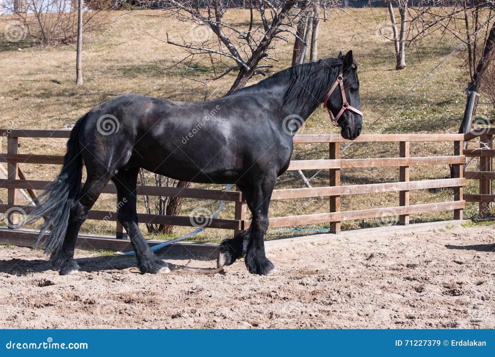 Black Friesian Horse stock image. Image of black, photographs - 71227379