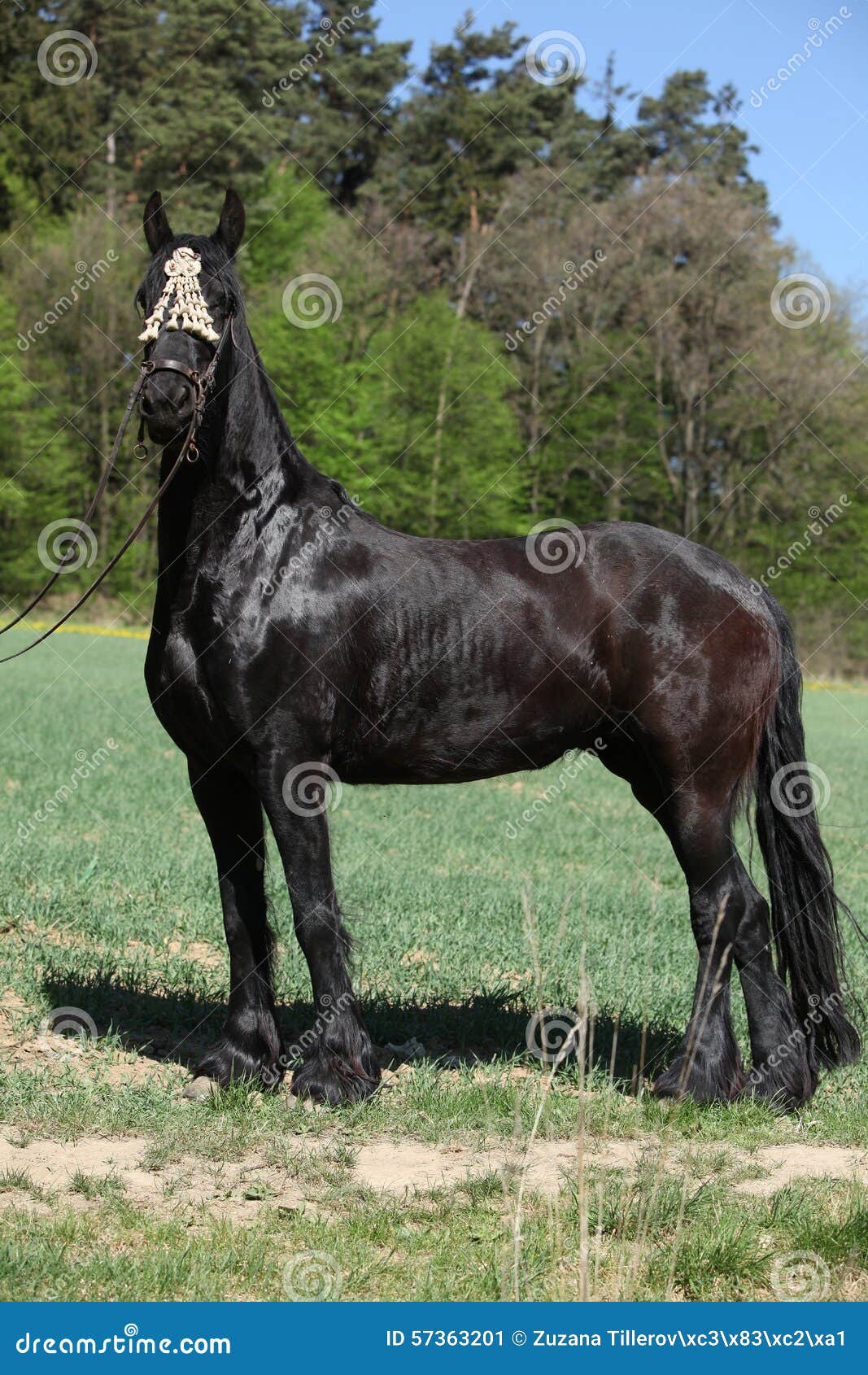 Black Friesian Mare in Spring Stock Image - Image of tranquility ...