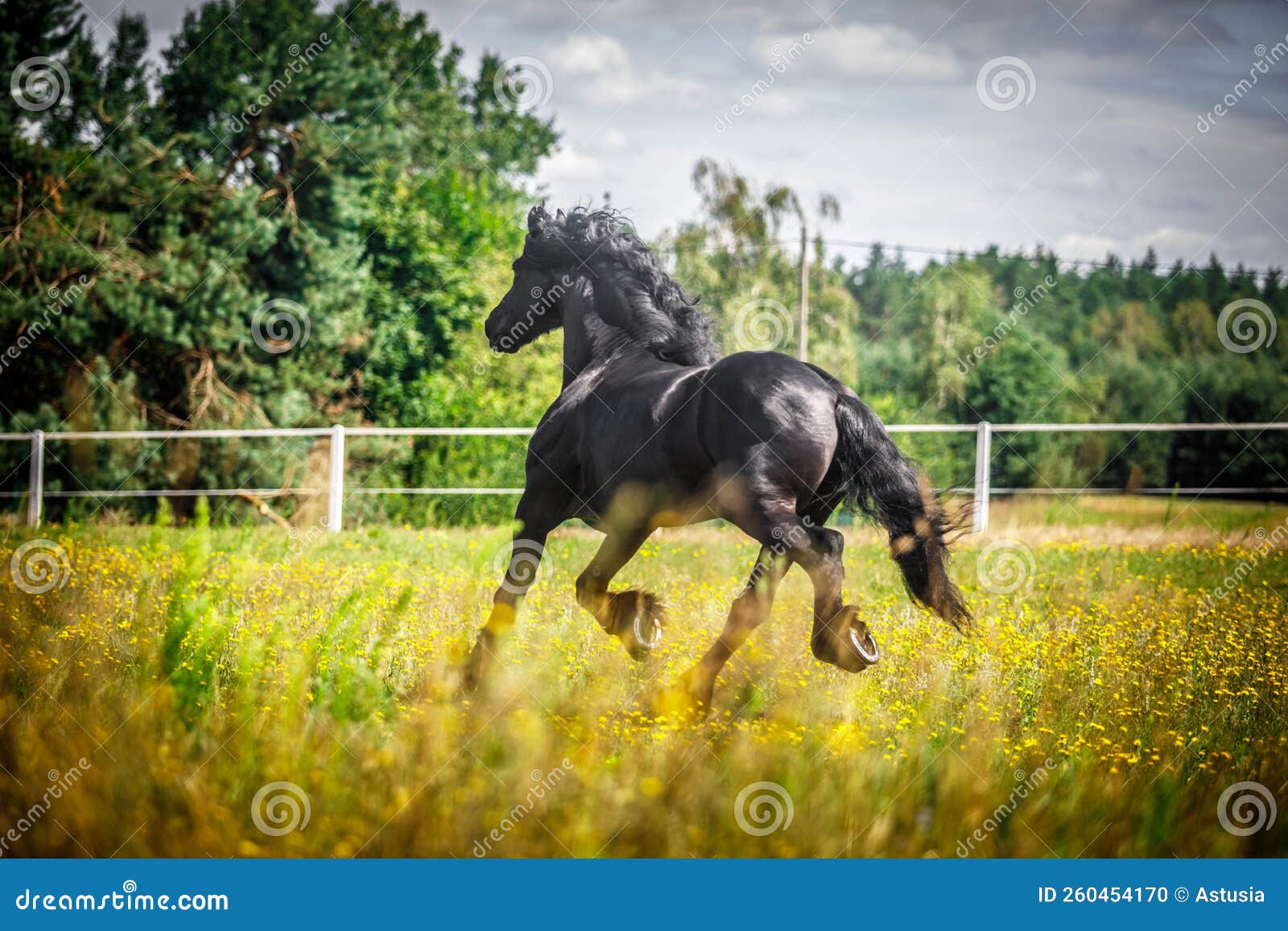 Black Friesian stallion stock photo. Image of mammal - 260454170