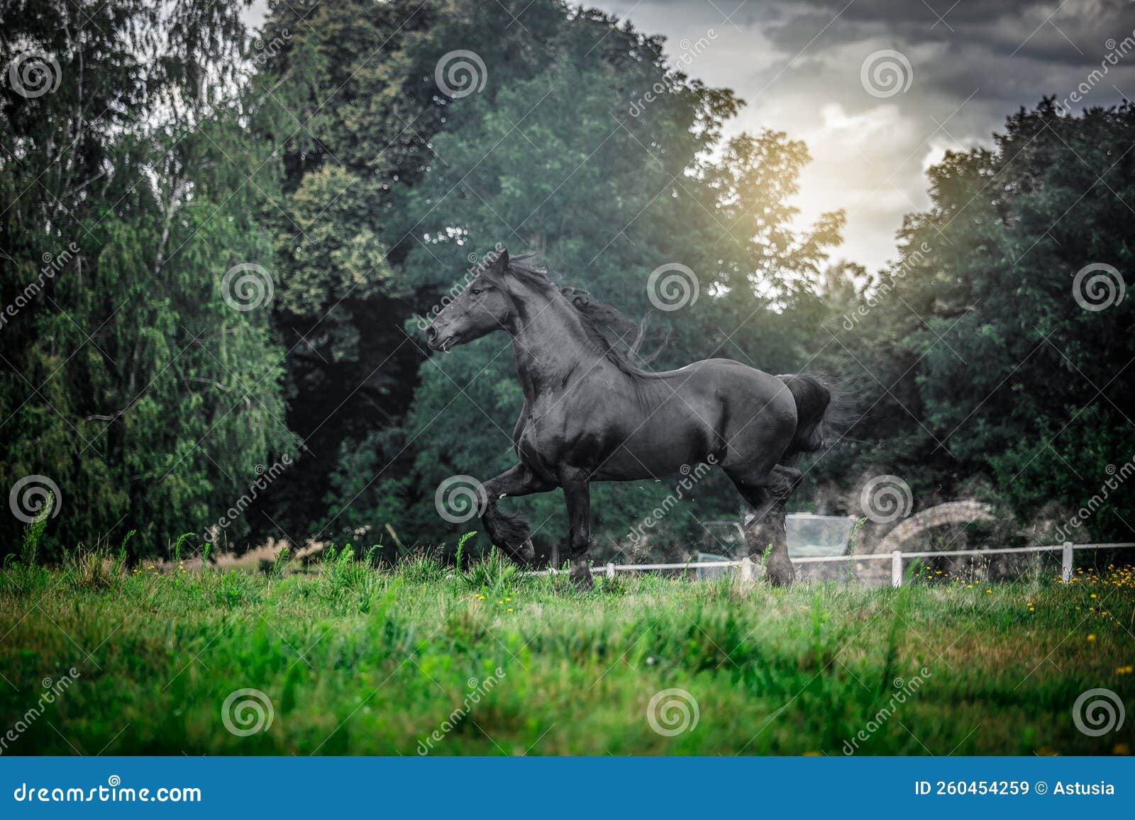 Black Friesian stallion stock image. Image of morning - 260454259