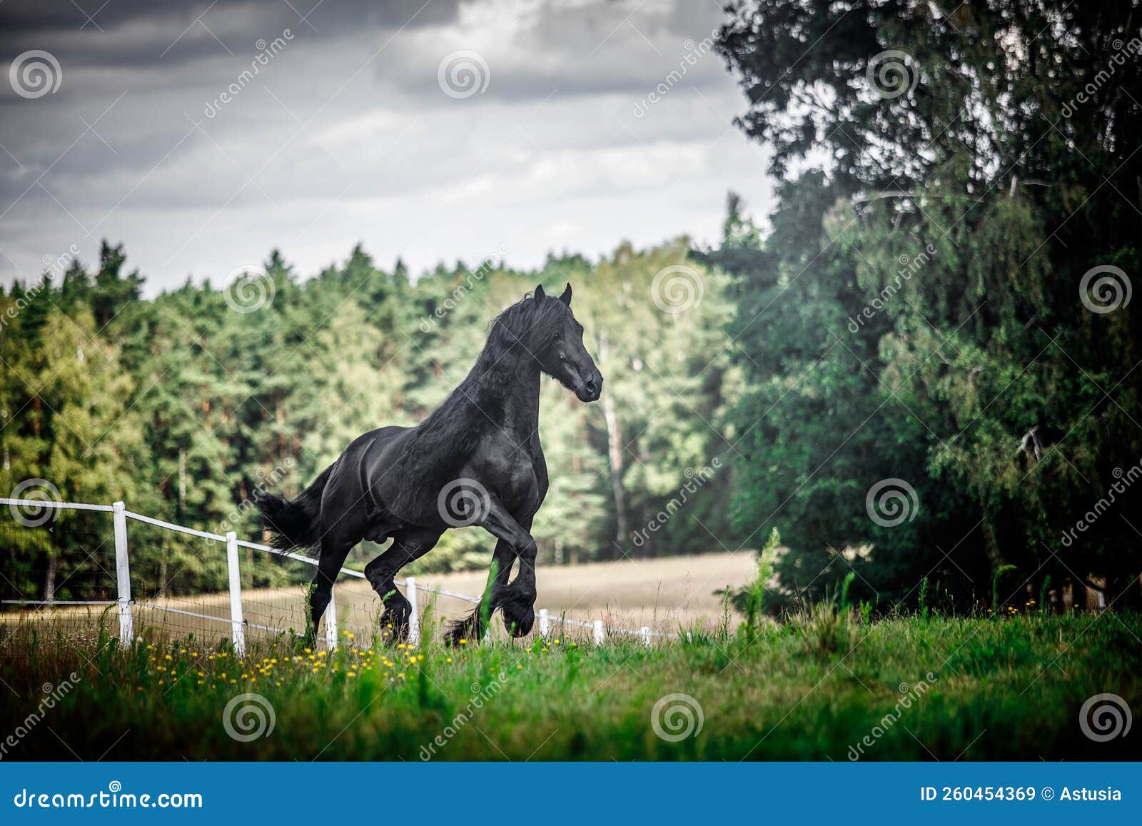 Black Friesian stallion stock image. Image of black - 260454369