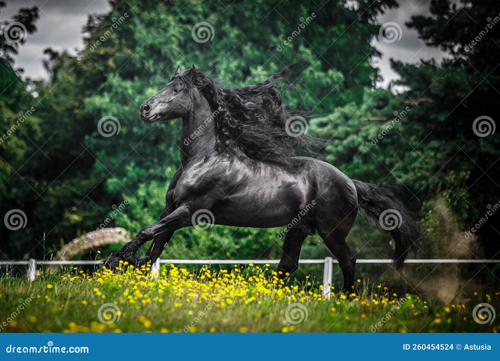 Black Friesian stallion stock photo. Image of action - 260454524