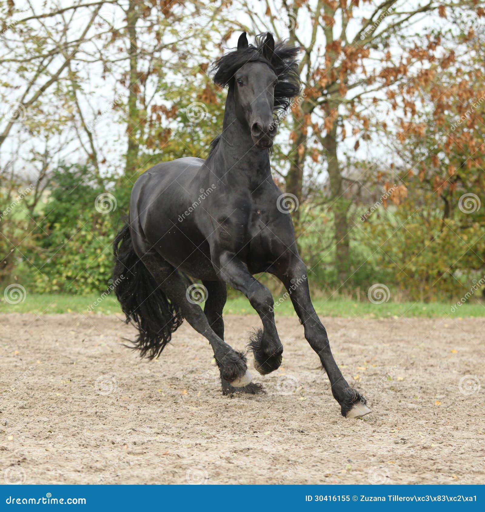 Black Friesian Stallion Galloping on Sand in Autumn Stock Image - Image ...