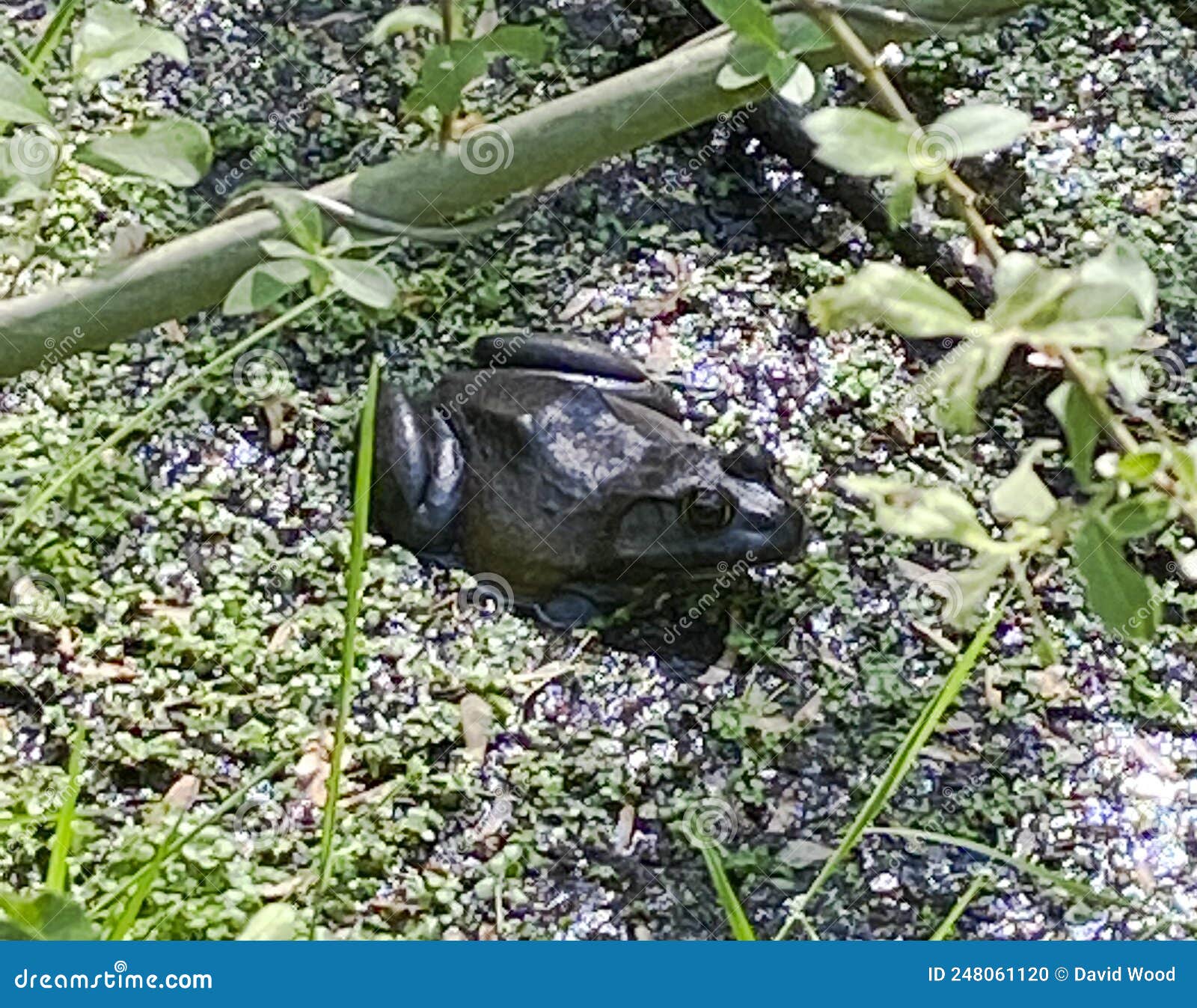 Black frog in the mud stock photo. Image of woods, toad - 248061120