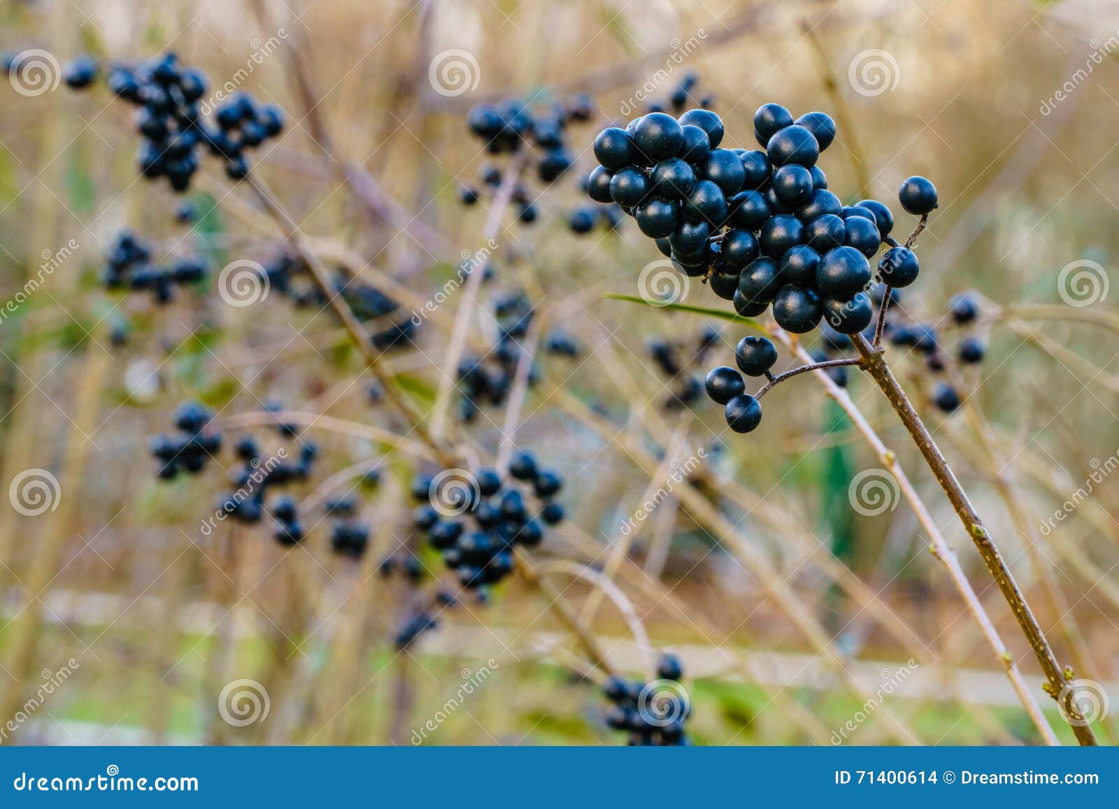 Black fruits stock photo. Image of black, countryside - 71400614