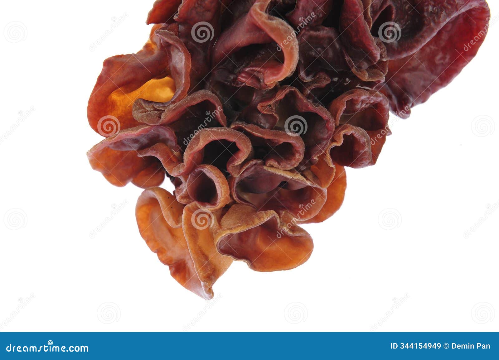Black Fungus, Tree Ear Or Wood Ear Mushroom Isolated On White ...