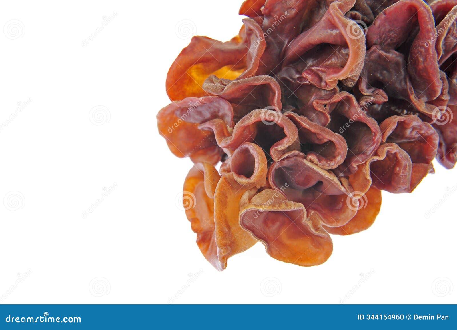 Black Fungus Disease Mucormycosis Symptoms Infographics Vector ...