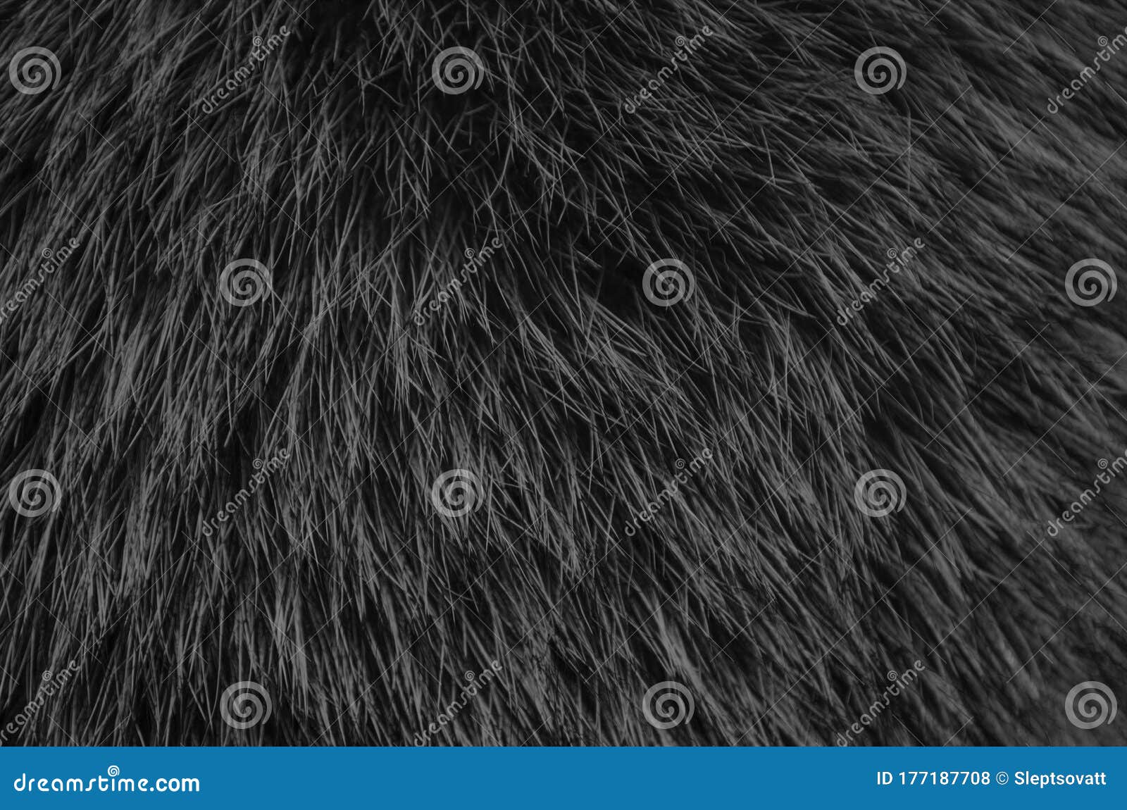 Black Fur Texture Close Up Photo Stock Photo - Image of hair, animal ...