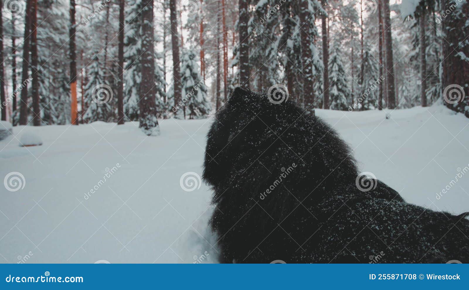 Black Furry Dog Playing on the Snow during Winter Stock Footage - Video ...