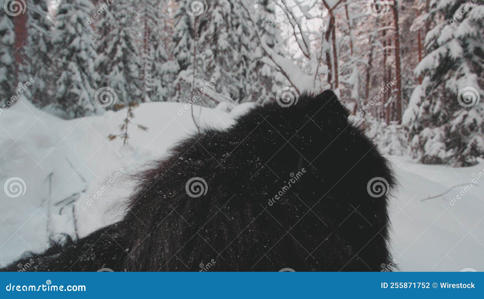 Black Furry Dog Playing on the Snow during Winter Stock Footage - Video ...