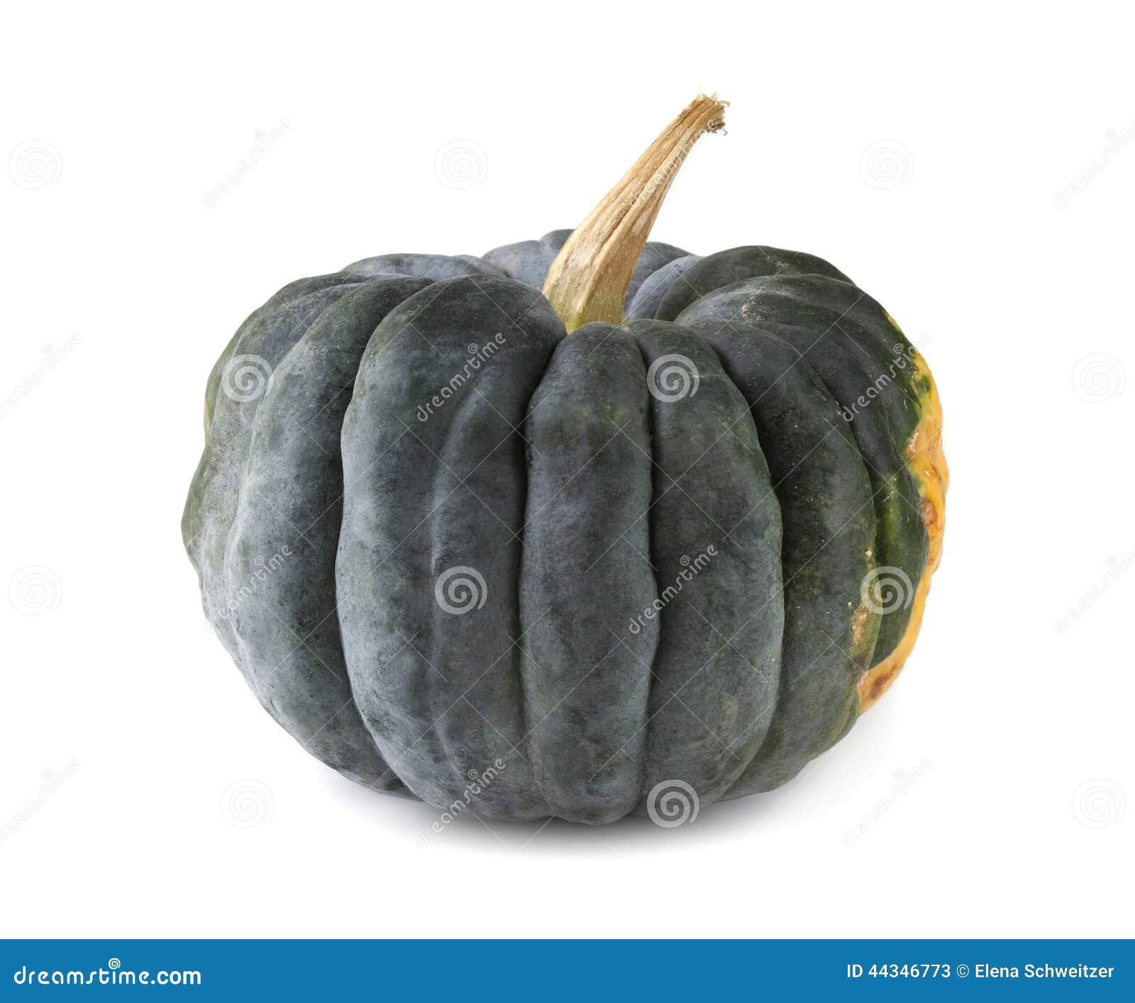 Black Futsu Squash stock image. Image of dark, black - 44346773