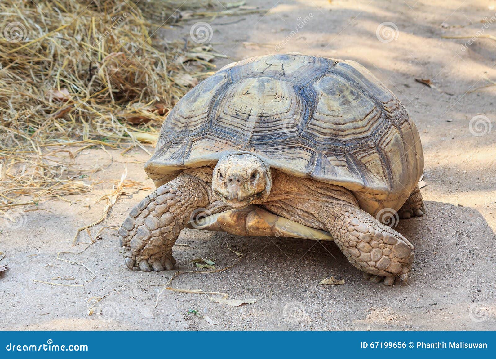Tortoise Walking Slowly Stock Photos - Download 232 Royalty Free Photos