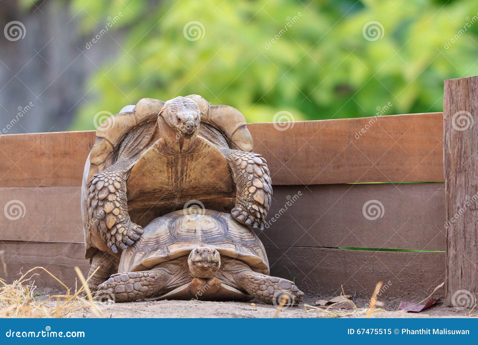 Gaint Turtle Stock Photos - Free & Royalty-Free Stock Photos from ...