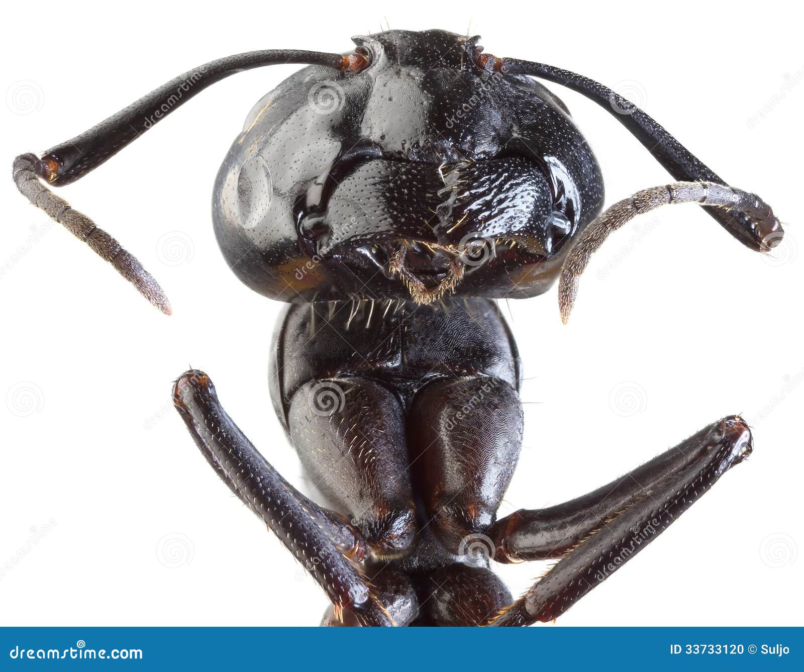 Black Garden Ants, Lasius Niger Living Under Patio, Here With Cocoons ...
