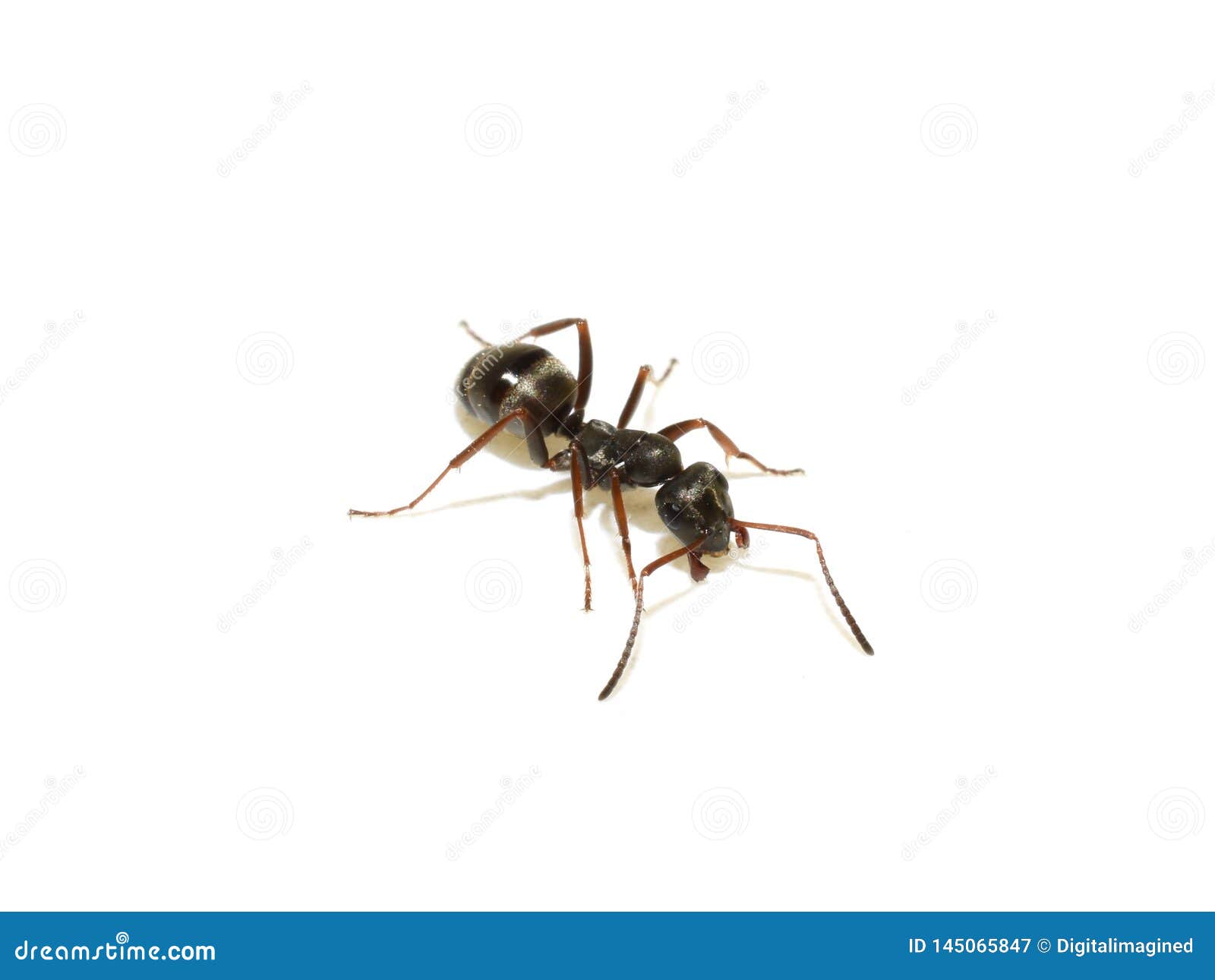 Lasius Niger Ants Tunneling Insects Royalty-Free Stock Photo ...