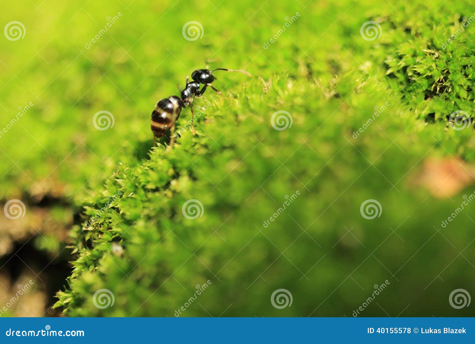 Black Garden Ants, Lasius Niger Living Under Patio, Here With Cocoons ...