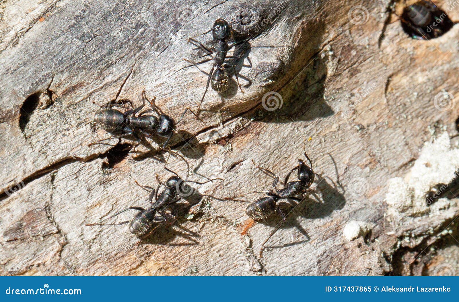Black Garden Ants Sitting on a Dry Log Stock Image - Image of rock ...