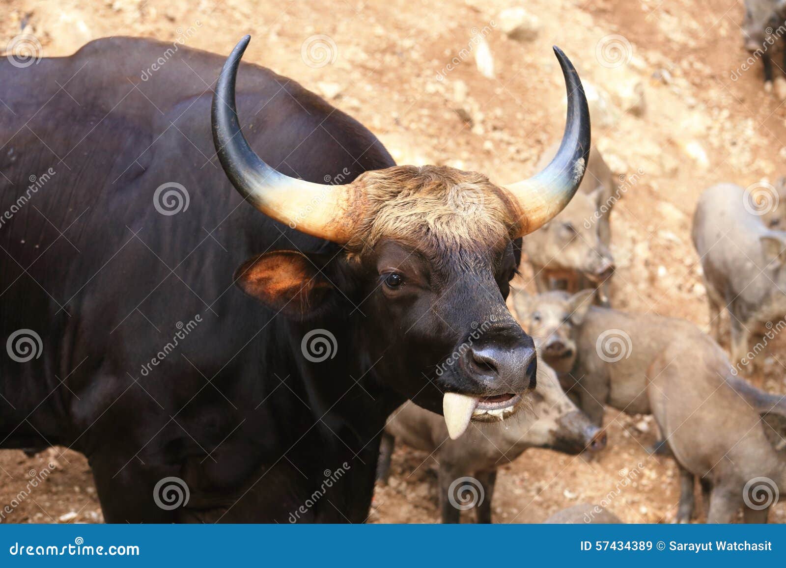 Black gaur stock image. Image of gaur, black - 57434389