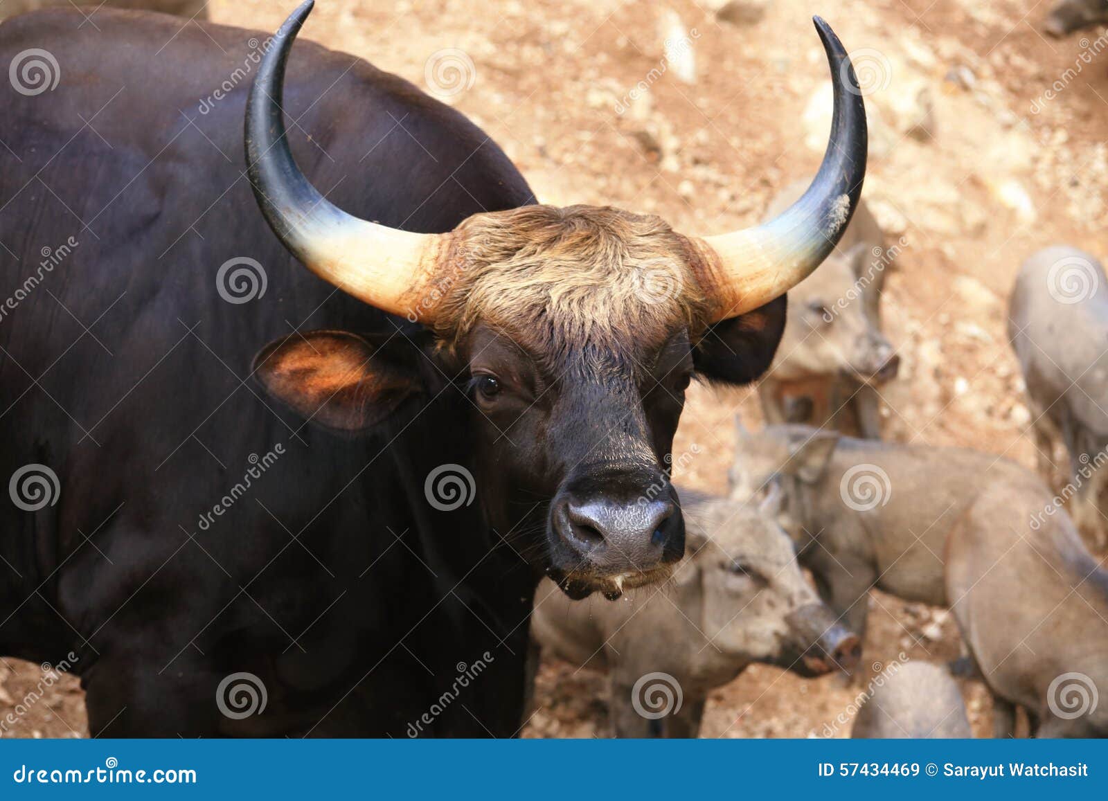Black gaur stock image. Image of horn, gaur, fauna, snout - 57434469