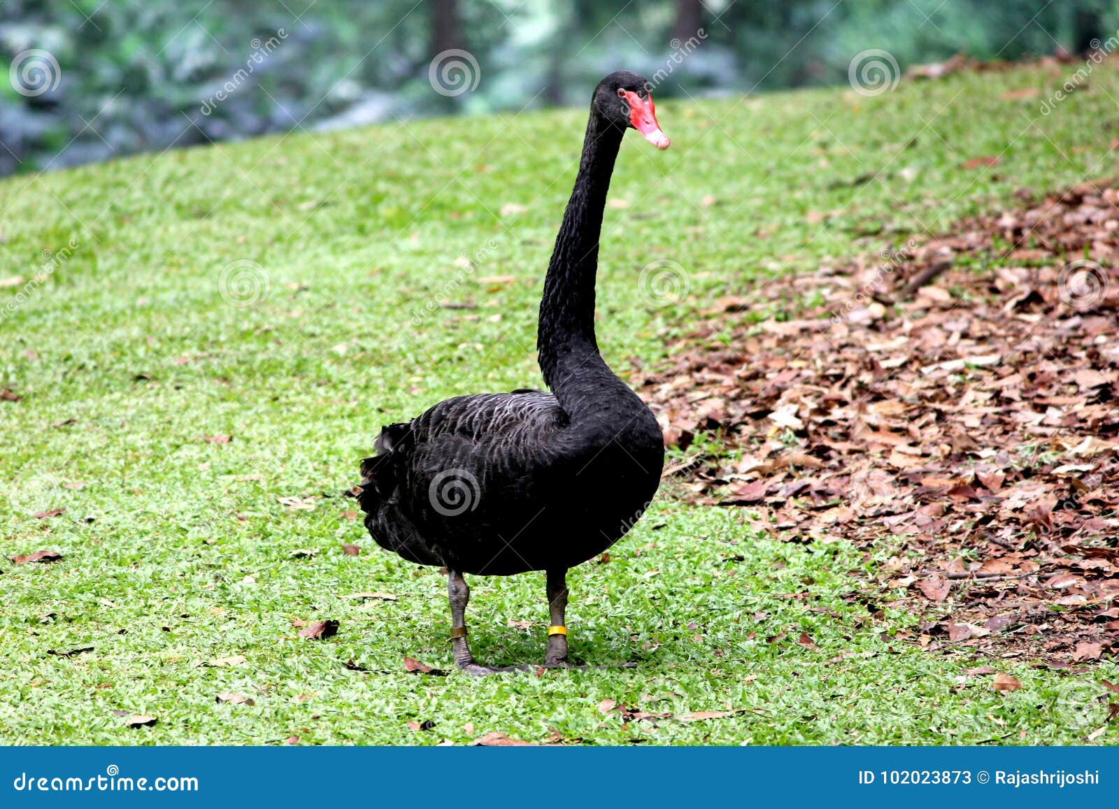 Black geese stock image. Image of nature, lawns, meadows - 102023873