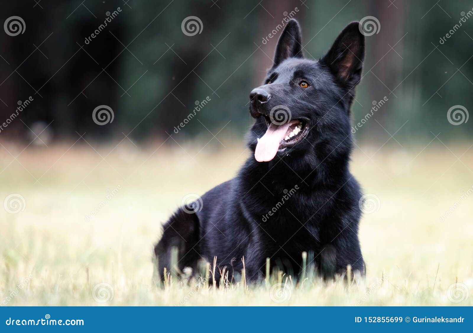 Black german dog lying stock image. Image of black, outdoor - 152855699