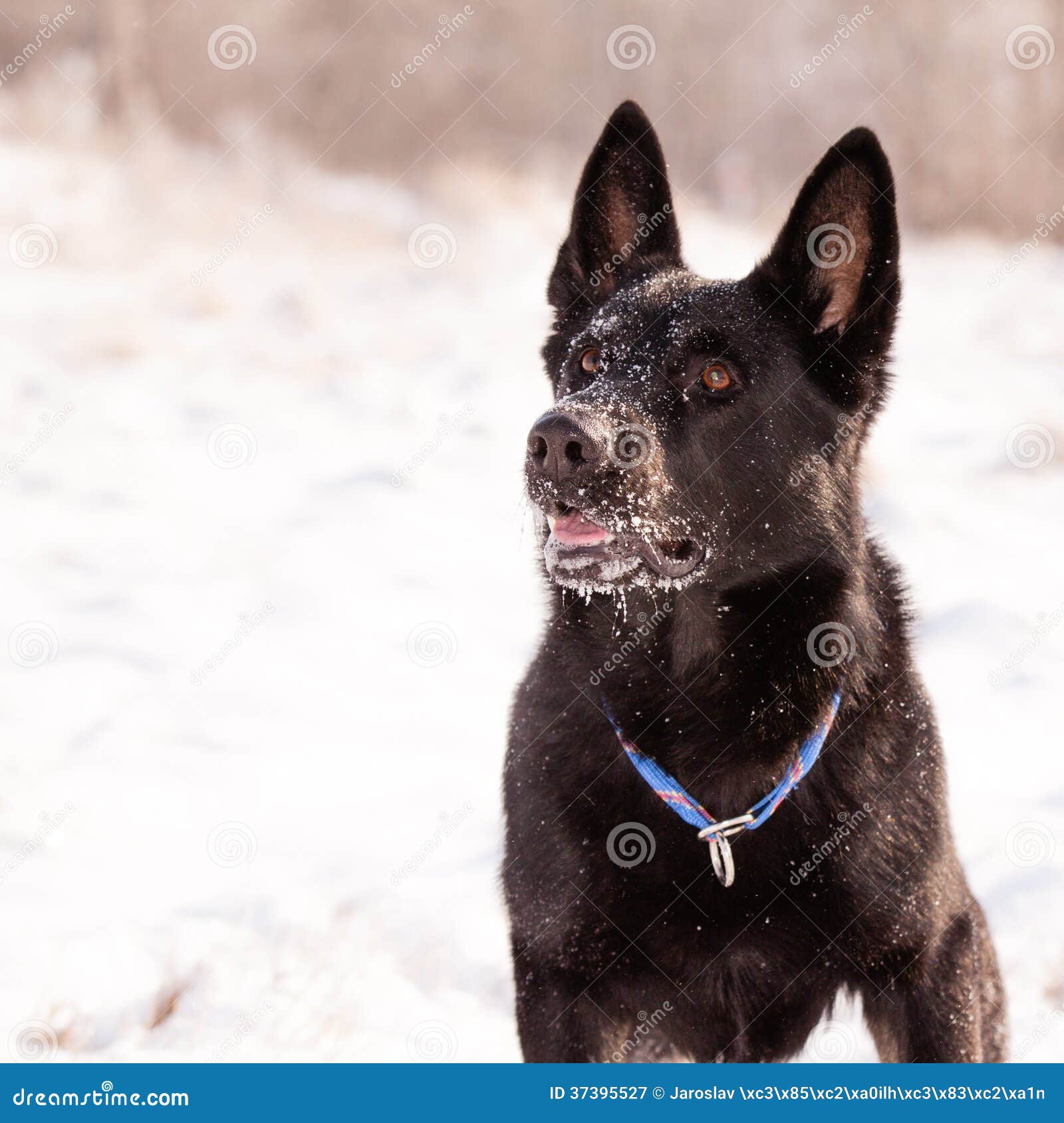 Black German Shepherd Dak stock image. Image of canine - 37395527