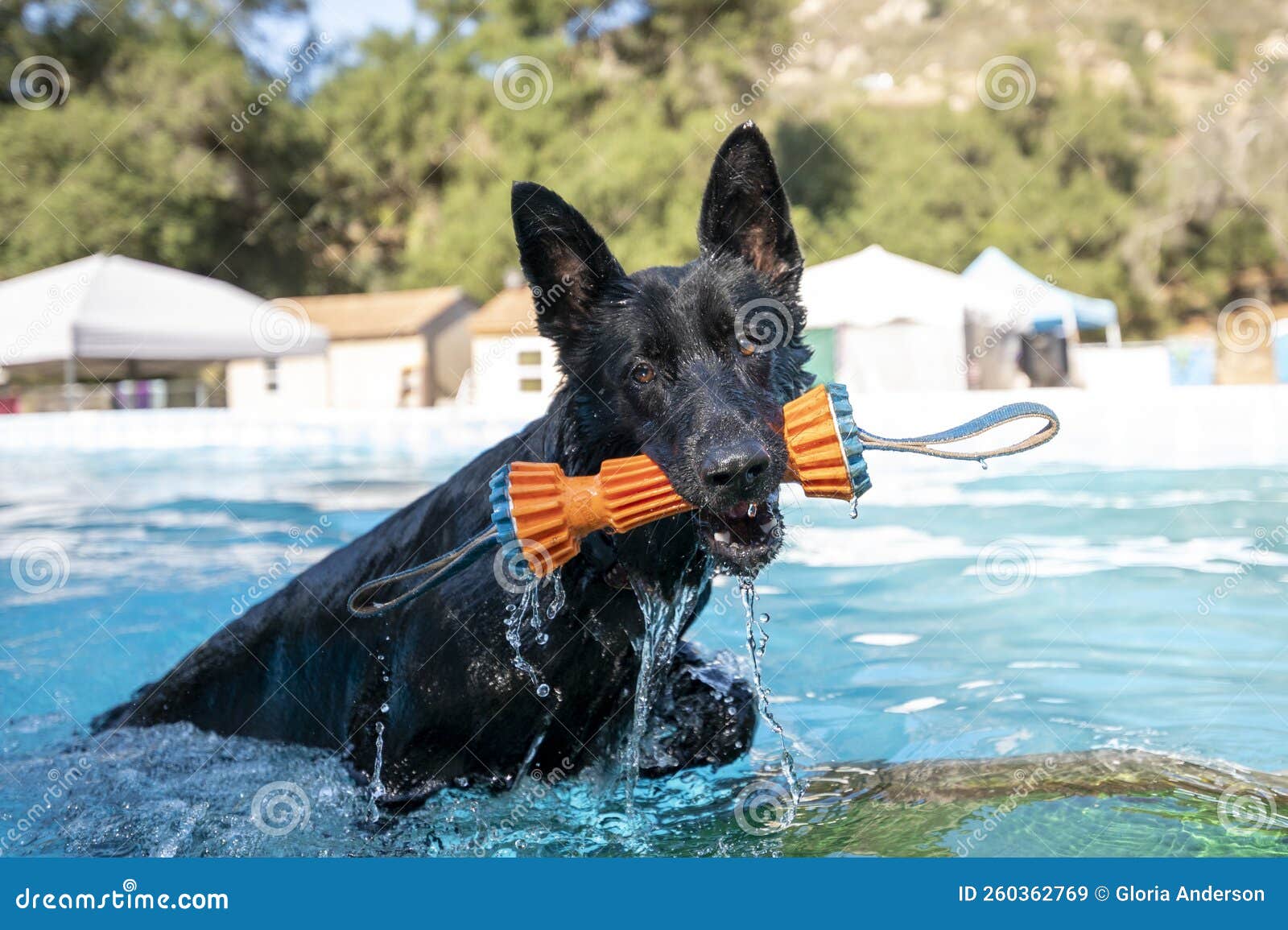 Black German Shepherd Getting Out of a Pool Stock Image - Image of ...