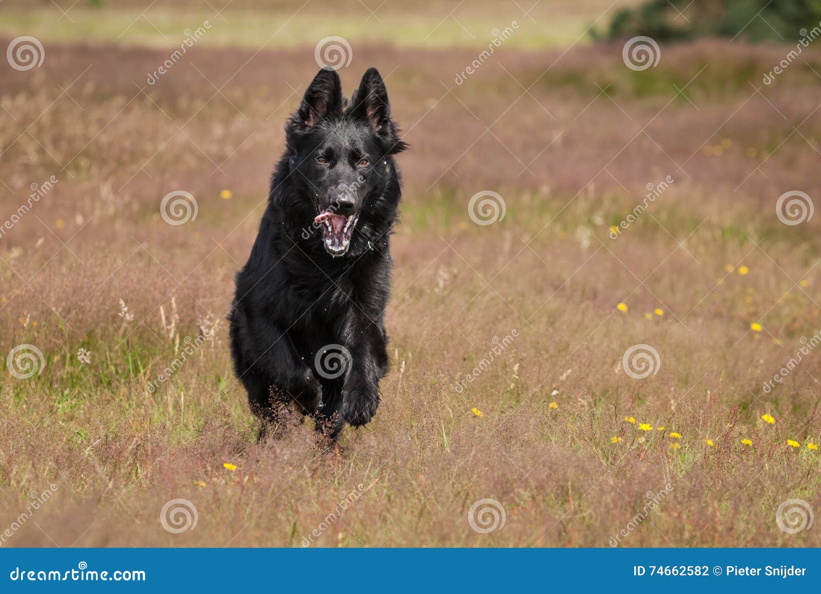 Black German Shepherd Running Stock Photo - Image of cultivated, area ...
